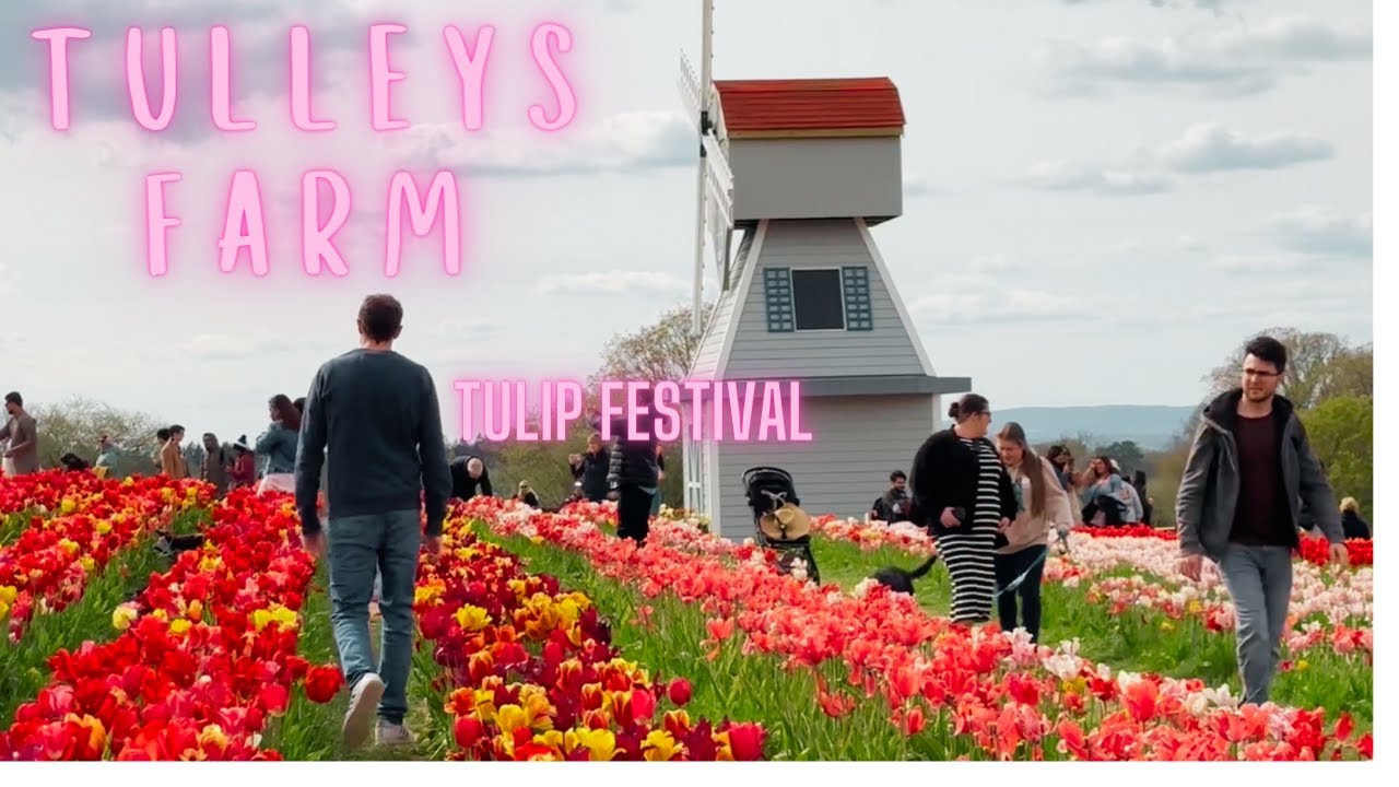 Tulleys Farm Tulip festival, 500,000 beautiful tulips - YouTube
