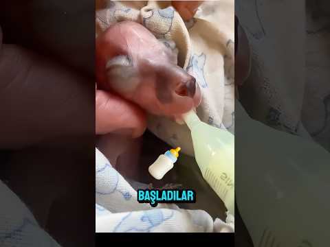 Annesi Tarafından Terk Edilen Yavru Kanguru Nasıl Kurtarıldı? 🦘😢💕❗️