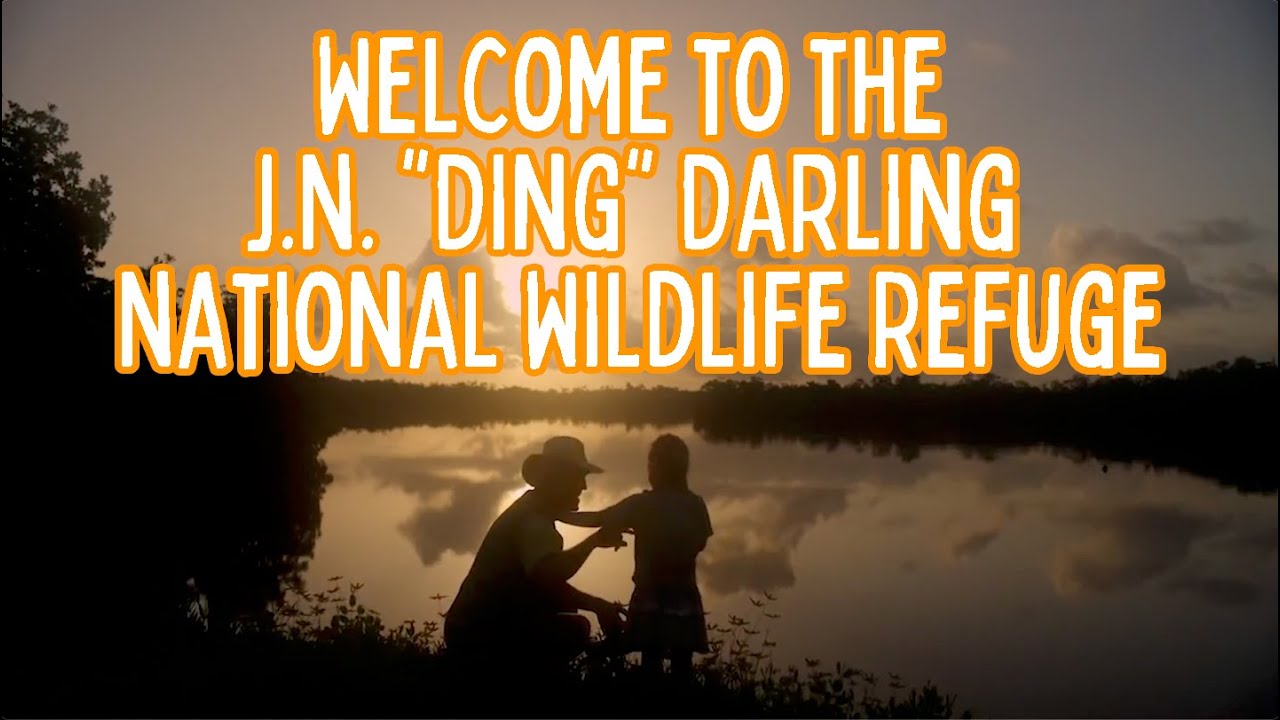 Welcome to the J.N. "Ding" Darling National Wildlife Refuge - YouTube