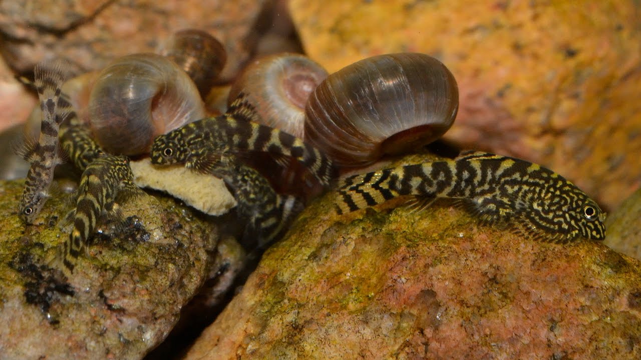 Sewellia lineolata Breeding Project - Oct 2016 - YouTube