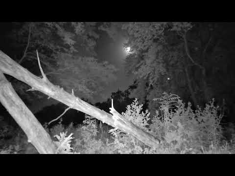 cats and bats