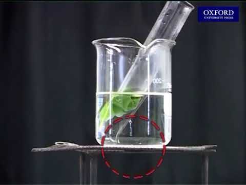 Practical 20.2 Detection of starch produced in photosynthesis by iodine ...