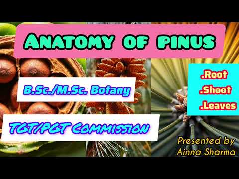 Pinus Anatomy : from roots to needles #bscbiology #mscbotany # ...