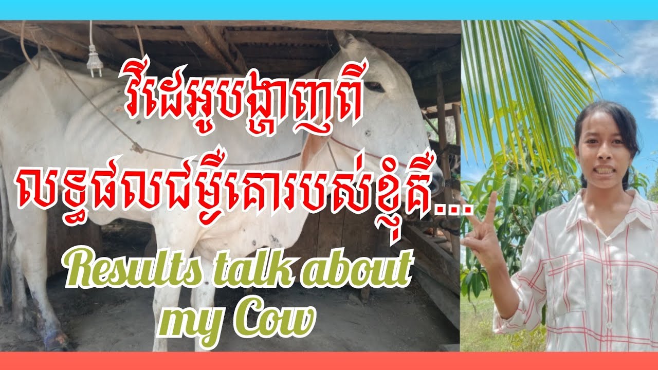 Ep.38 | វីដេអូស្តីពីលទ្ធផលជម្ងឺគោរបស់ខ្ញុំ |My cow results | Animal TK ...