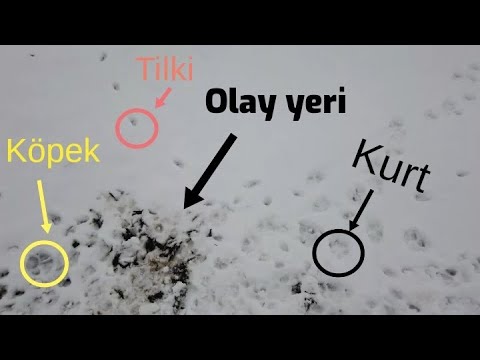 KURTLAR TİLKİ PEŞİNDE ~TİLKİ KUŞ PEŞİNDE ~ KANGALLAR HEPSİNİN PEŞİNDE