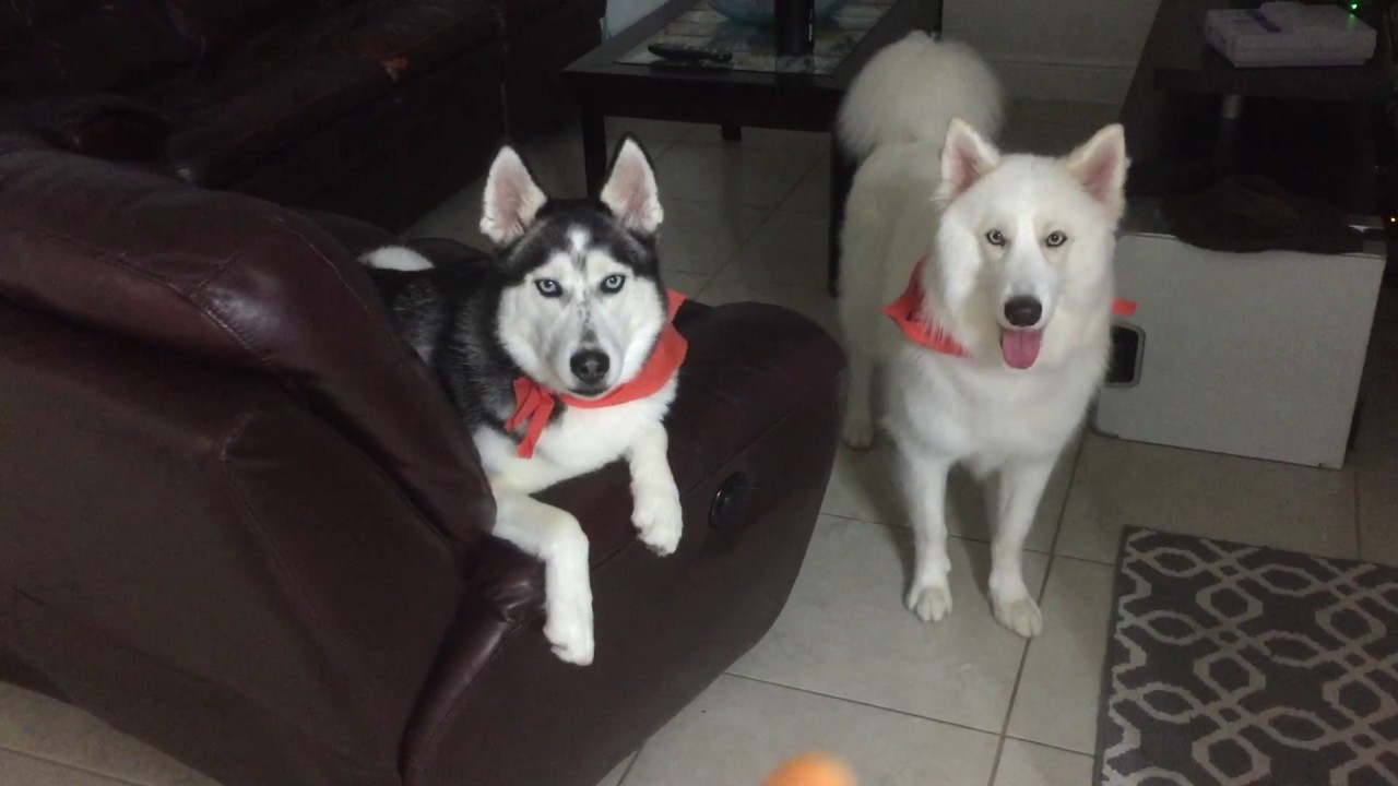 Siberian Husky Talks - Princess Ava - YouTube