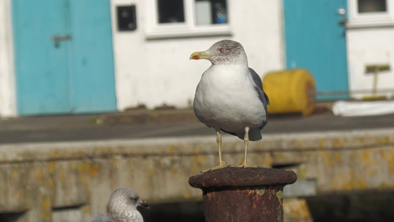 Azorean Yellow-legged Gull. Newlyn Harbour. West Cornwall. - YouTube
