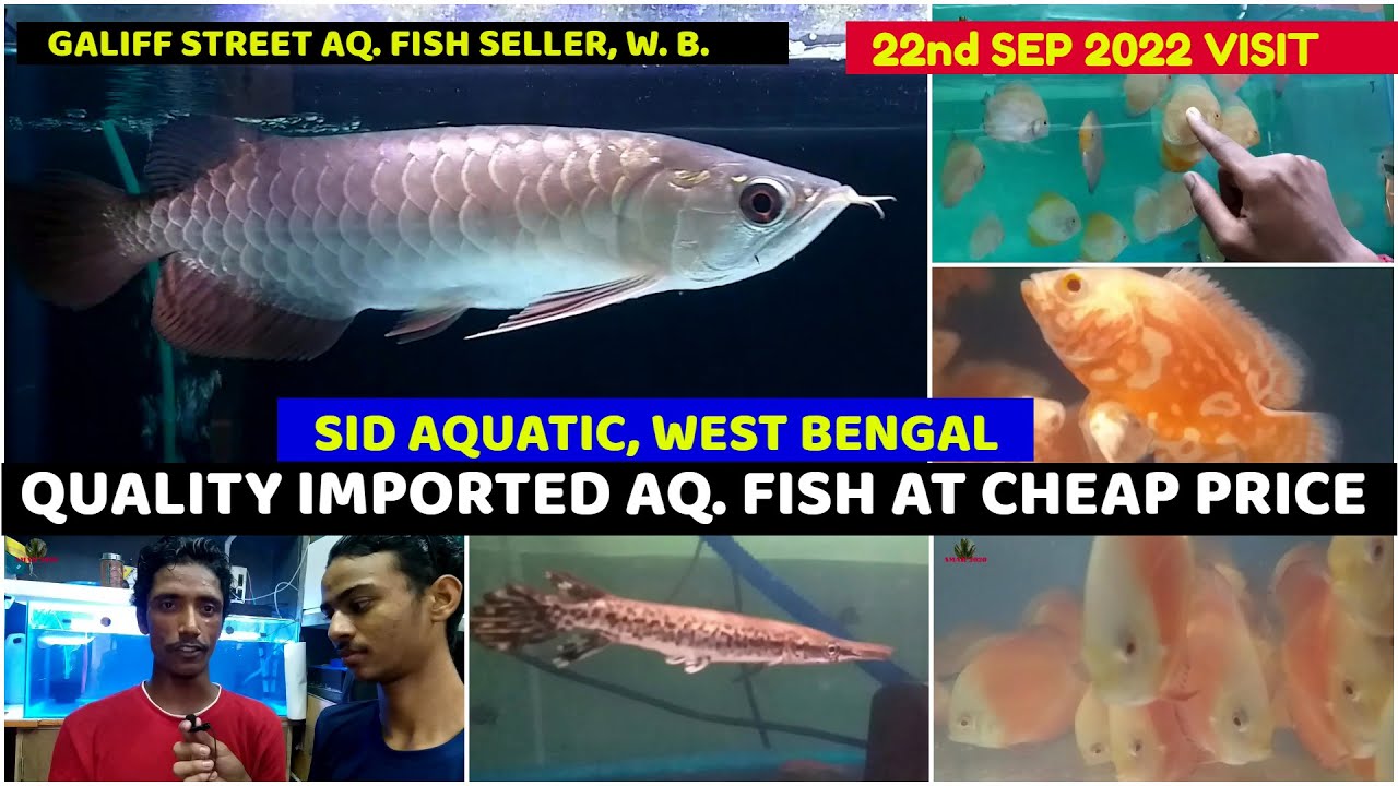 Quality Imported Aquarium Fish At Cheap Price | SID Aquatic, West Bengal | 22nd September 2022 ...
