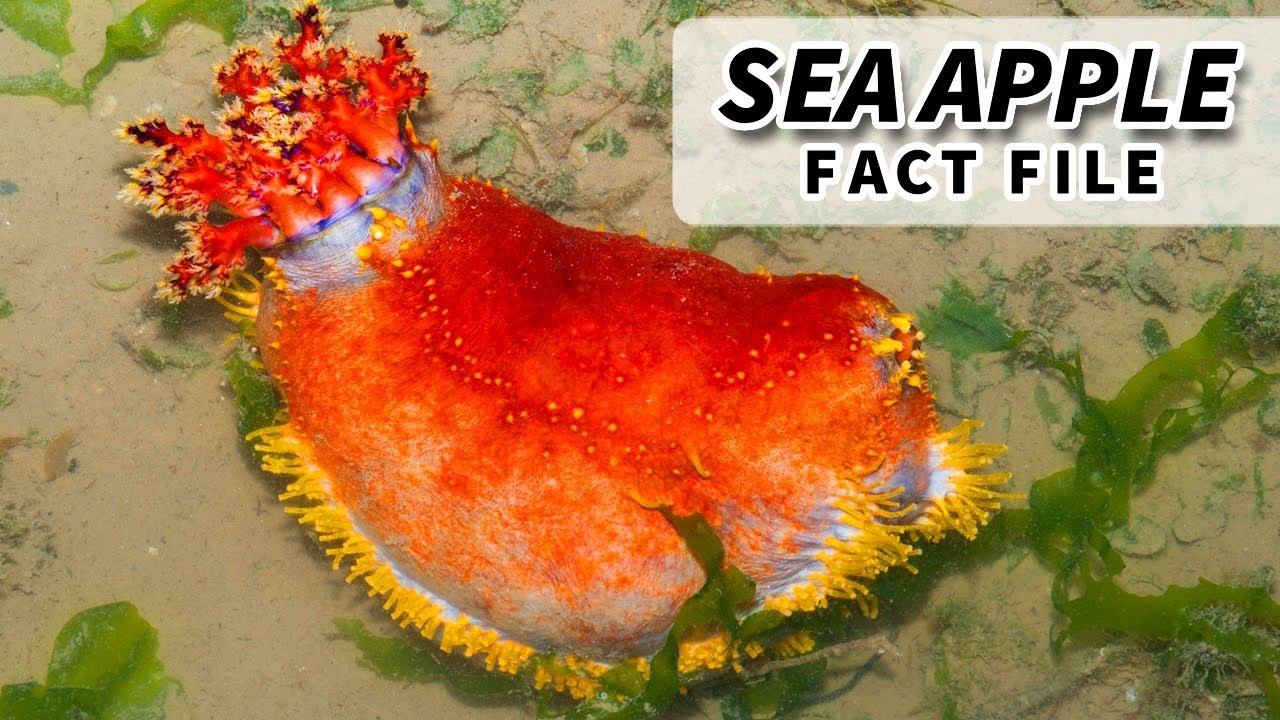 Sea Apple Facts: FRUIT of the SEA 🍎 Animal Fact Files - YouTube