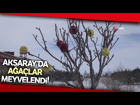 Zorlu Kış Şartları Nedeniyle Belediye Kuşlar İçin Ağaçlara Meyve Taktı