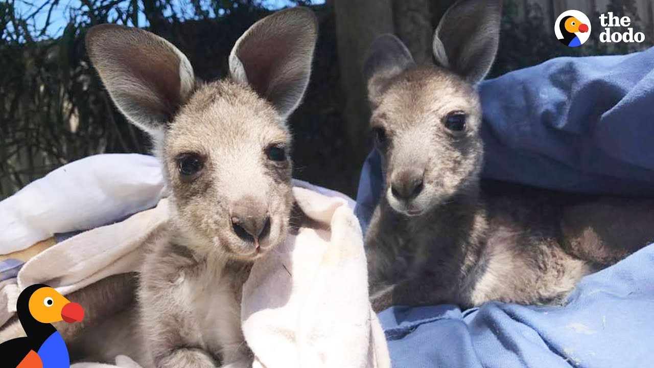 Baby Kangaroos Rescued, Raised and Released by Adorable Couple | The ...