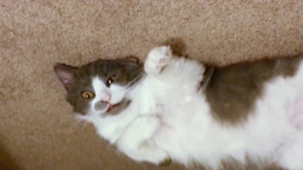 Funny Cat Expression - YouTube