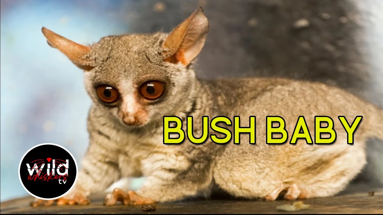 Bush Baby - YouTube