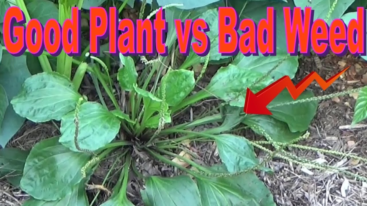 How To Identify Plants VS Weeds (Dock and Plantain) In The Deep Mulch ...