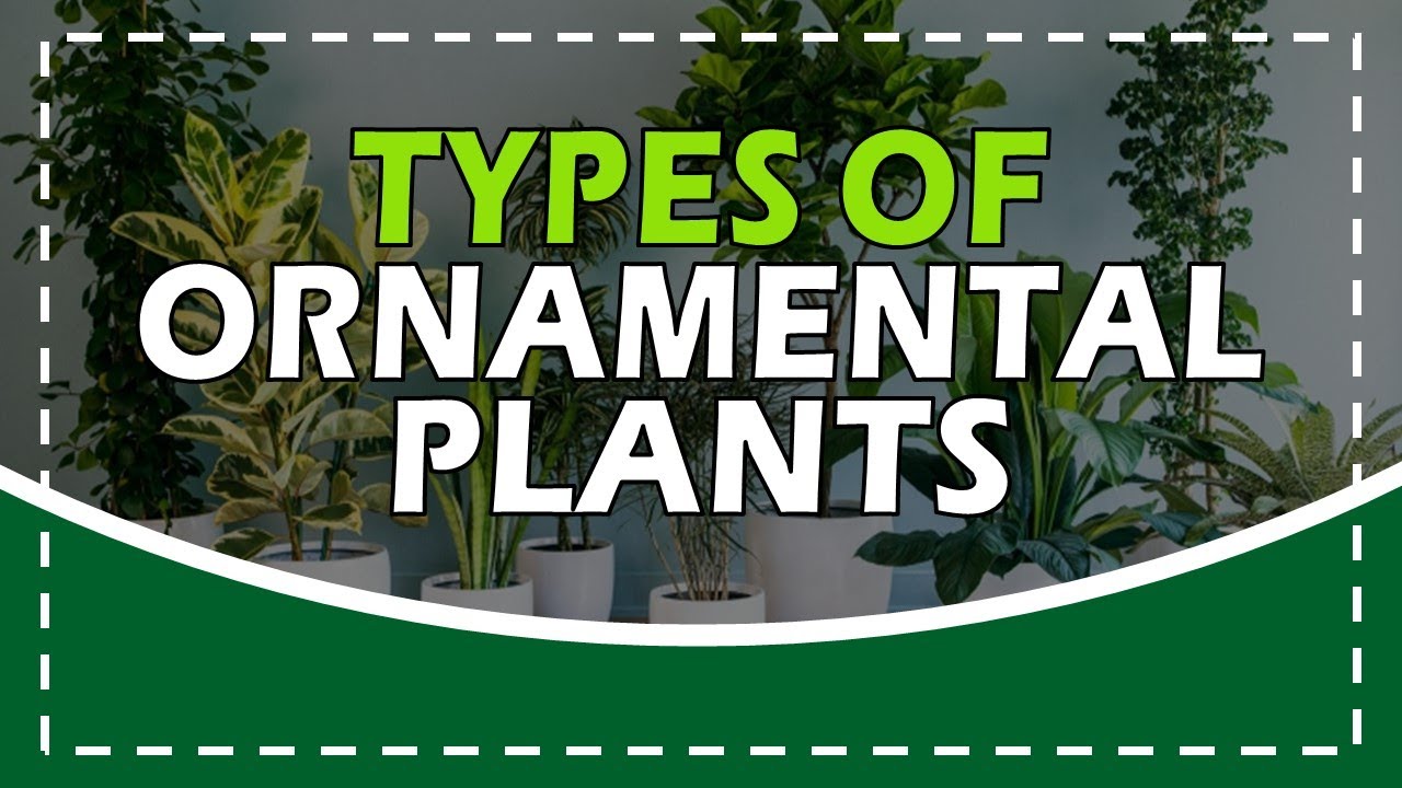 TYPES OF ORNAMENTAL PLANTS | TLE GARDENING - YouTube