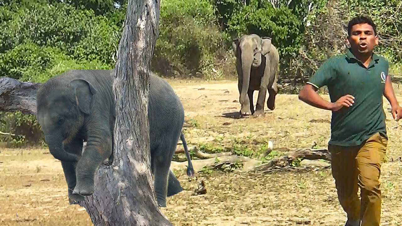Rescuing a baby elephant caught in a tree branch|Stuck for hour in tree ...