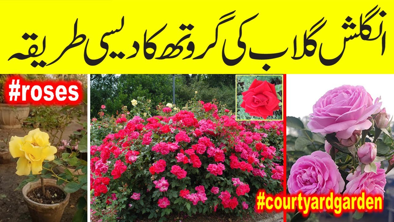 english rose in pots 2022 | what is the season of plant english rose ...