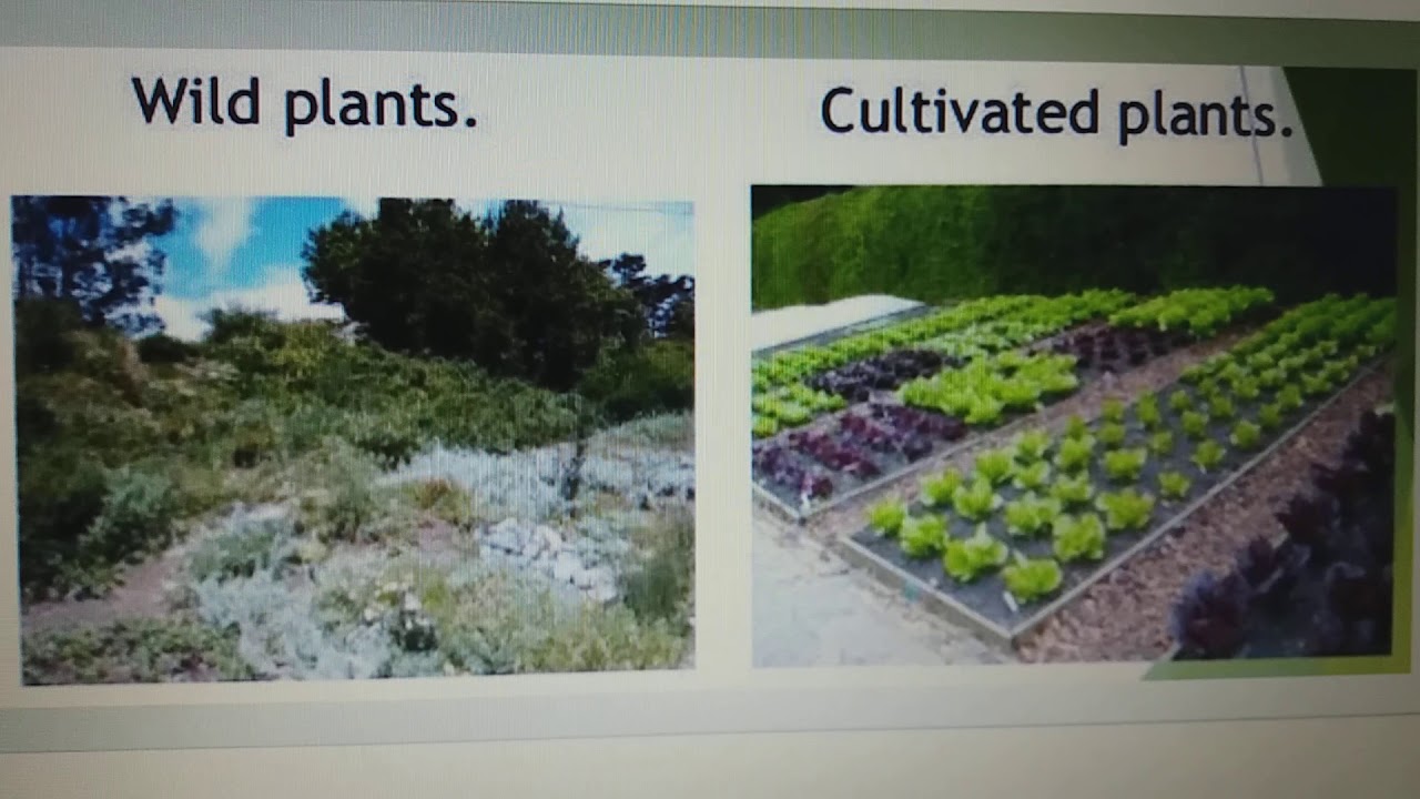 Wild and cultivated plants. - YouTube