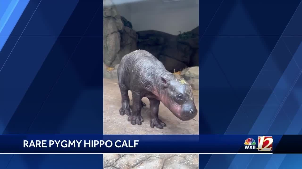 Rare pygmy hippo birth at the Greensboro Science Center - YouTube