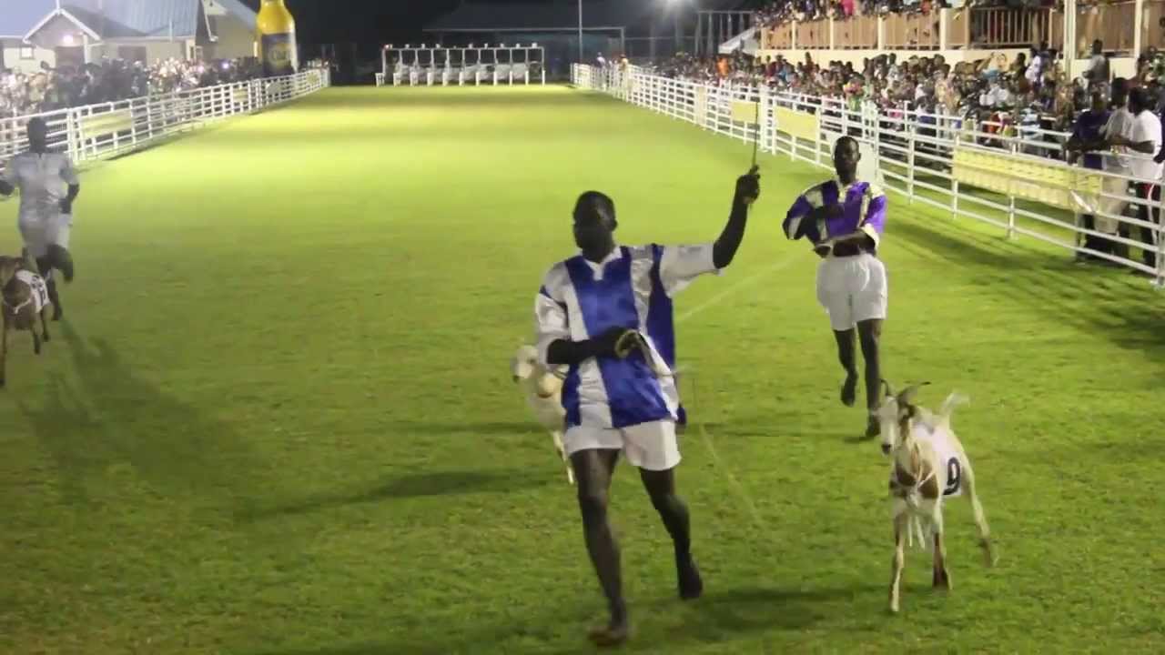 Buccoo Goat Race Festival - YouTube