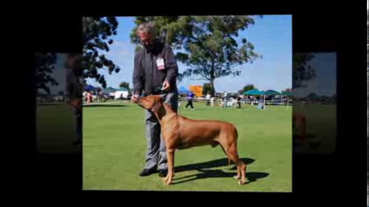 Perth Rhodesian Ridgeback Club Championship Show 2011 RRCWA - YouTube