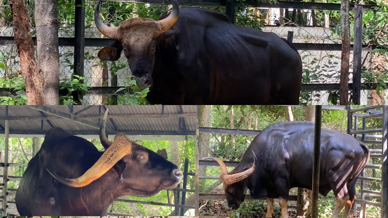 Big Gaur in Zoo about 1 T - YouTube
