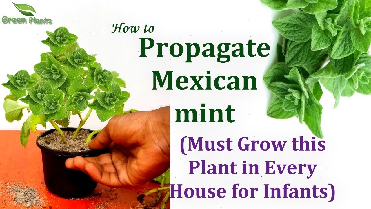 Mexican Mint Plant