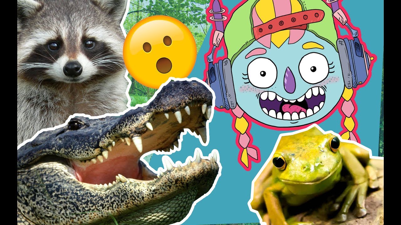 Learn Fun And Interesting Facts About Swamp Animals Learning Videos For ...