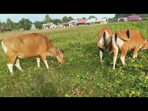 induk sapi hamil 6 setengah bulan masih menyusui pedet 8bulan