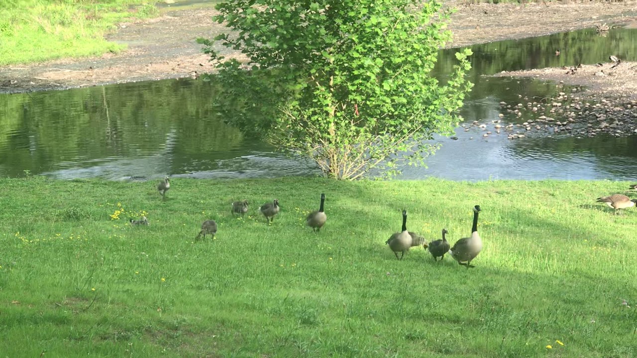 Funny Goose gang - YouTube