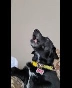 Dog screaming meme #dogg - YouTube