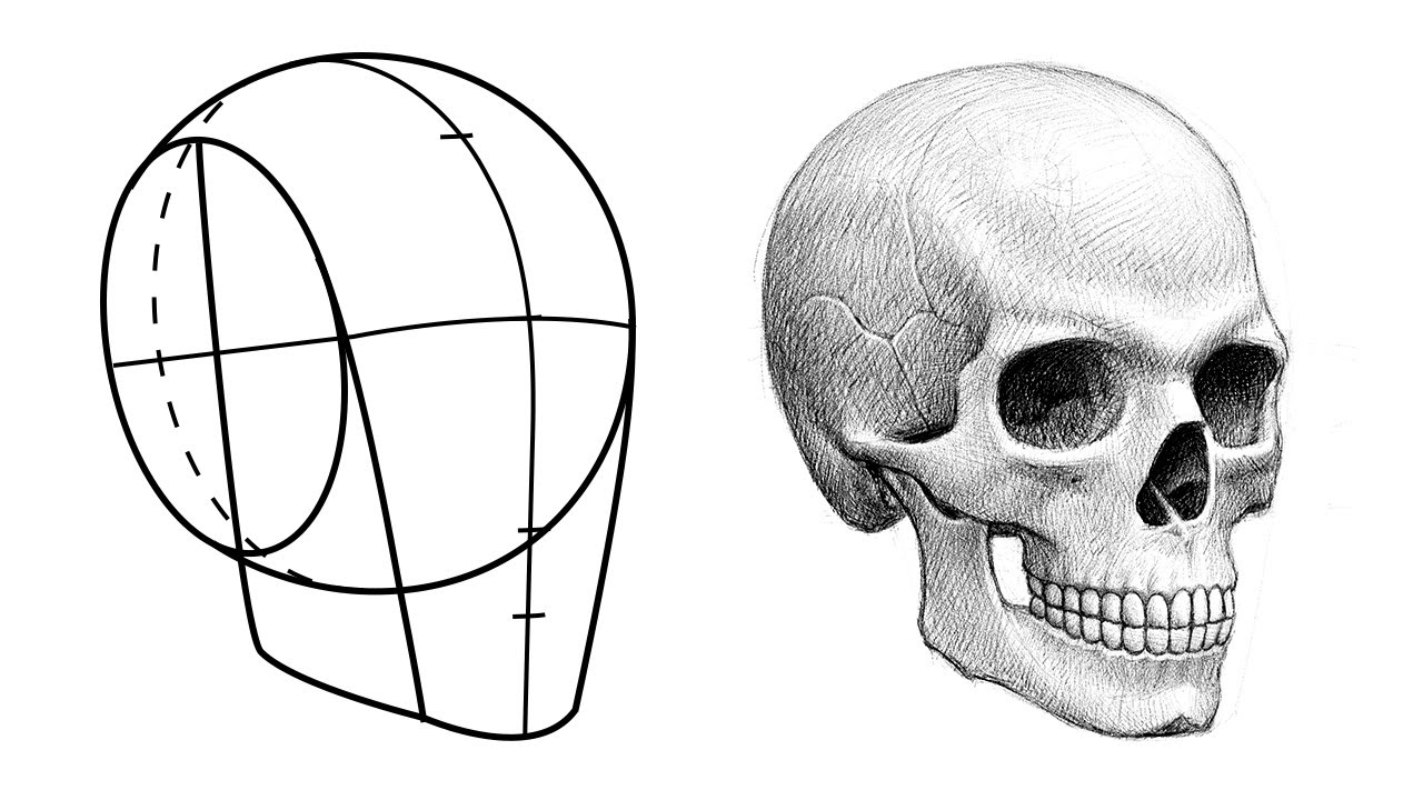 How to draw a skull. Loomis Method - YouTube