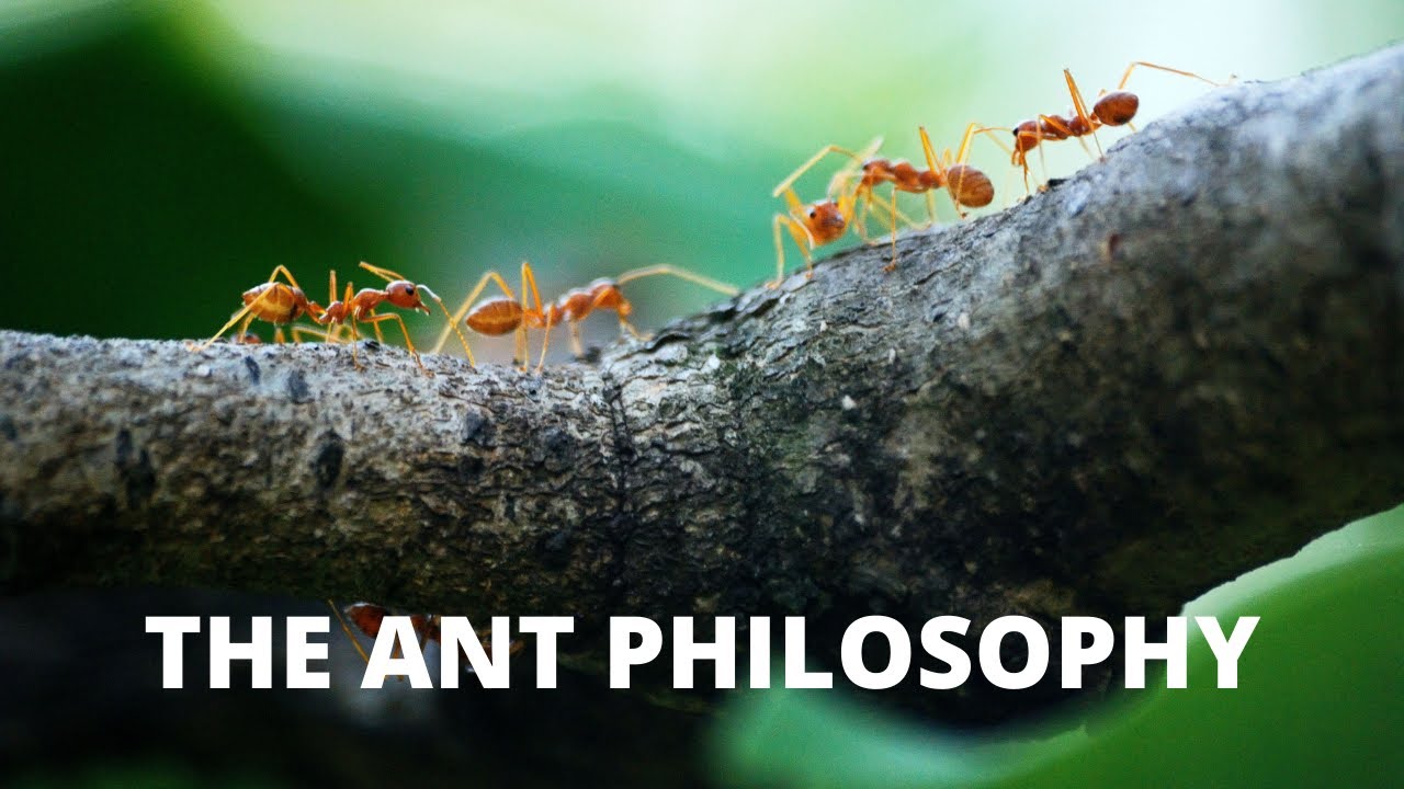 The Ant Philosophy by Jim Rohn - YouTube