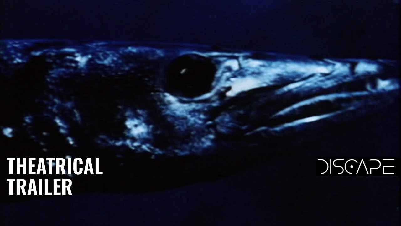 Barracuda • 1978 • Theatrical Trailer - YouTube