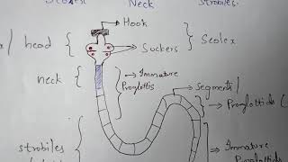 Tapeworm Scolex Diagram