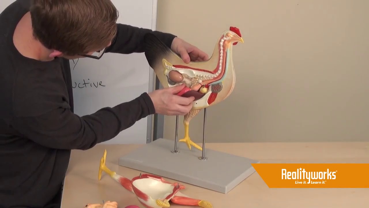 Animal Science - Chicken Model - YouTube