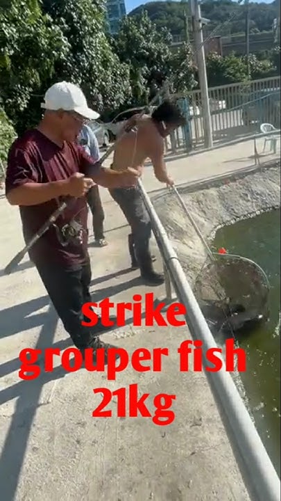 Strike grouper fish 21kg#shorts - YouTube