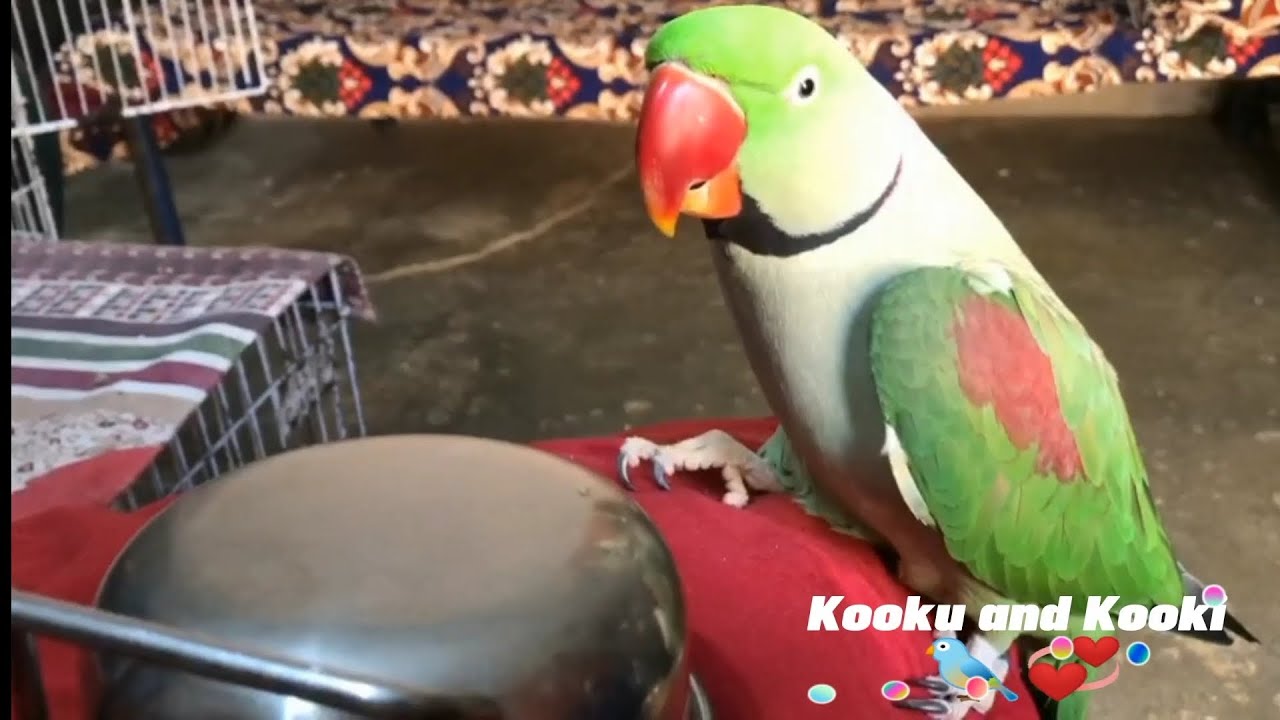 Kooku Playing Time 😁😂 ️ |Funny video of my parrot 🐦| Must watch 😂 ️ ...