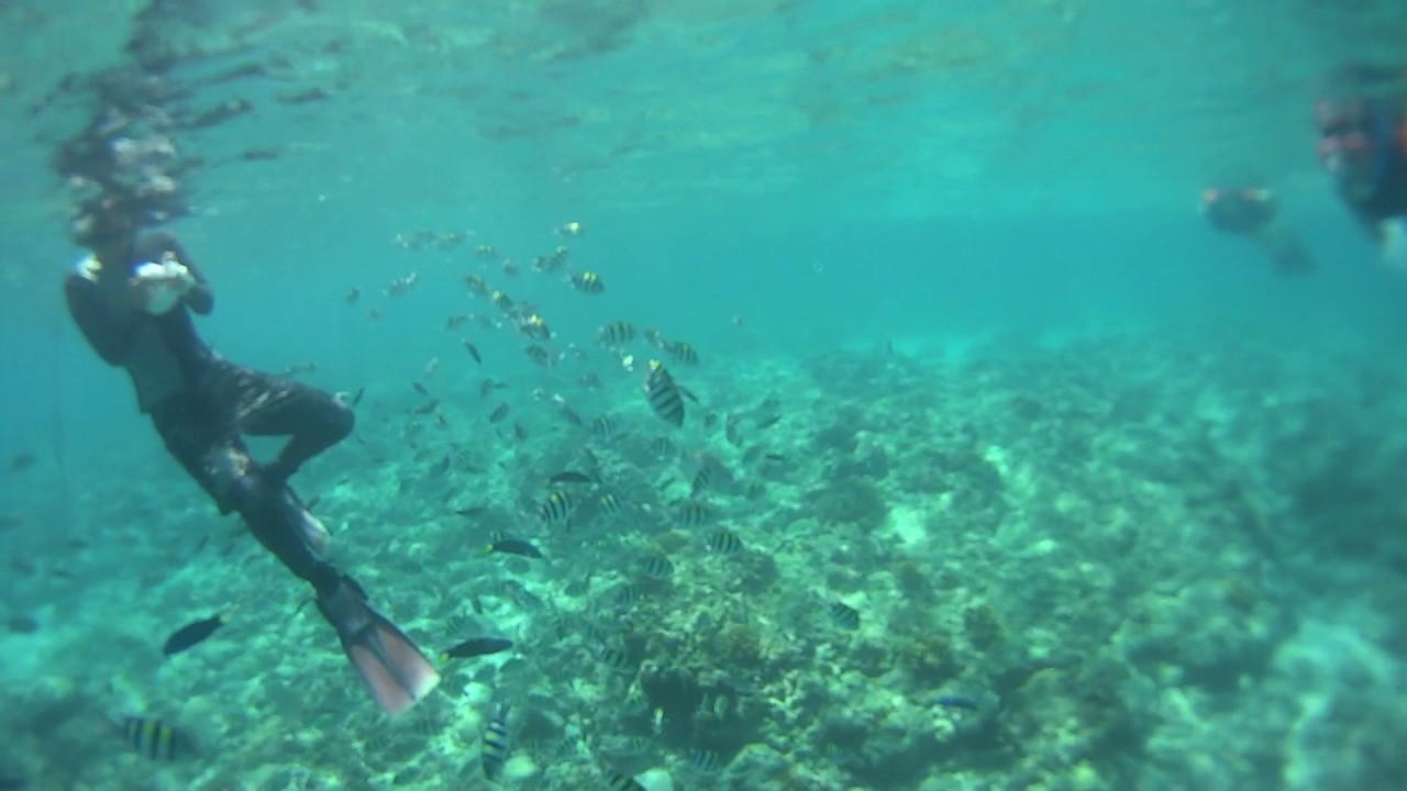 Talima Marine Sanctuary Olango Island Philippines - YouTube