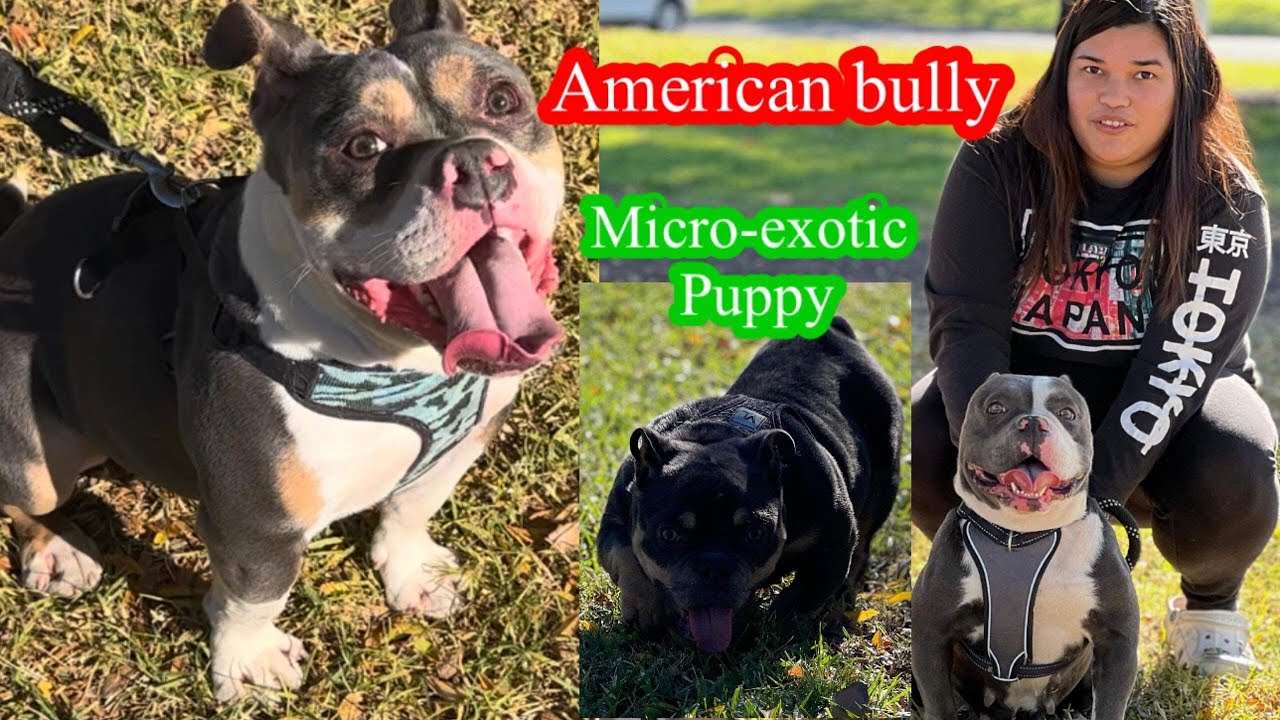 American Bully + Micro-Exotic puppy - YouTube