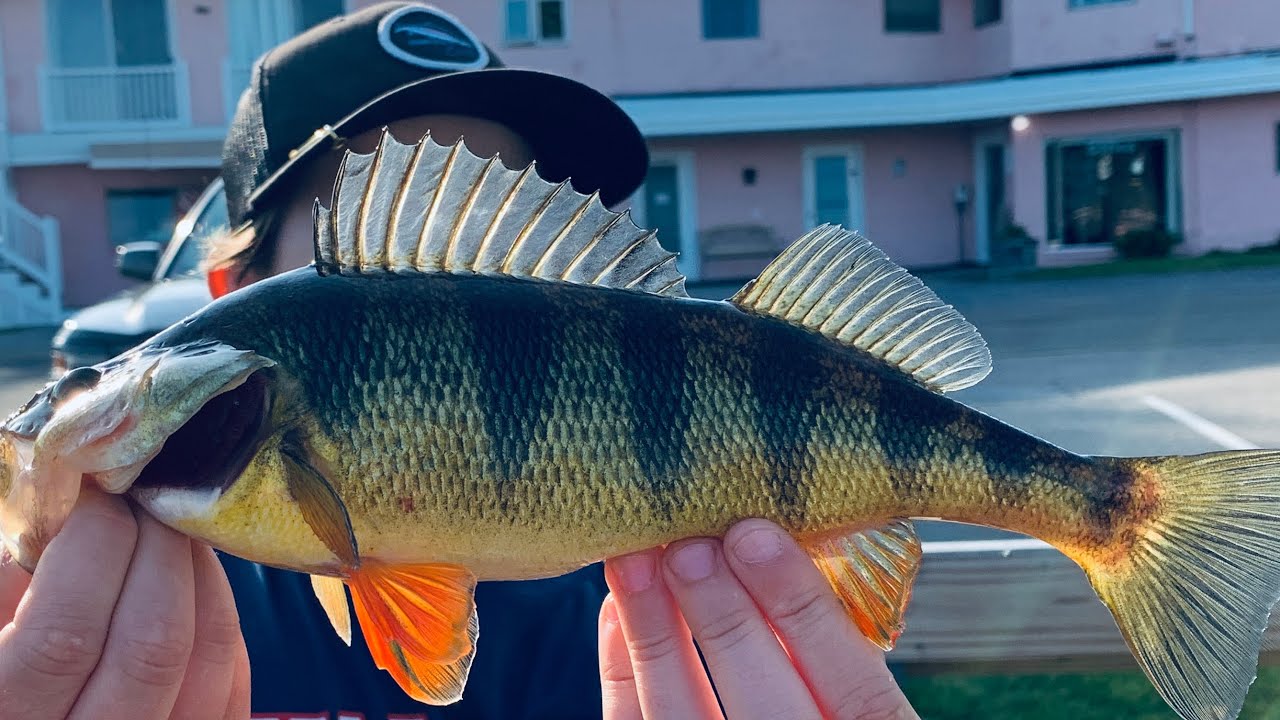 Fishing for MONSTER YELLOW PERCH at The PERCH PIT! - YouTube