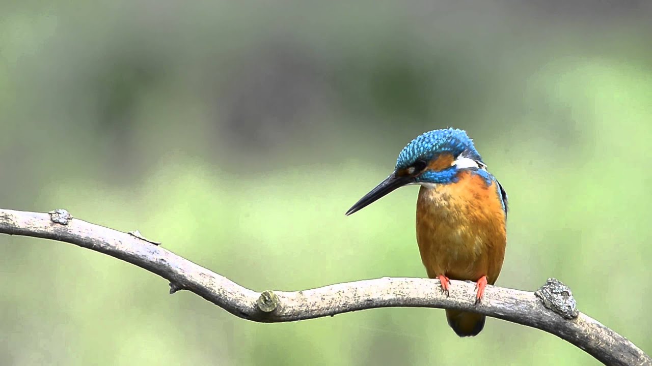 Martin pescatore (Alcedo atthis) - YouTube