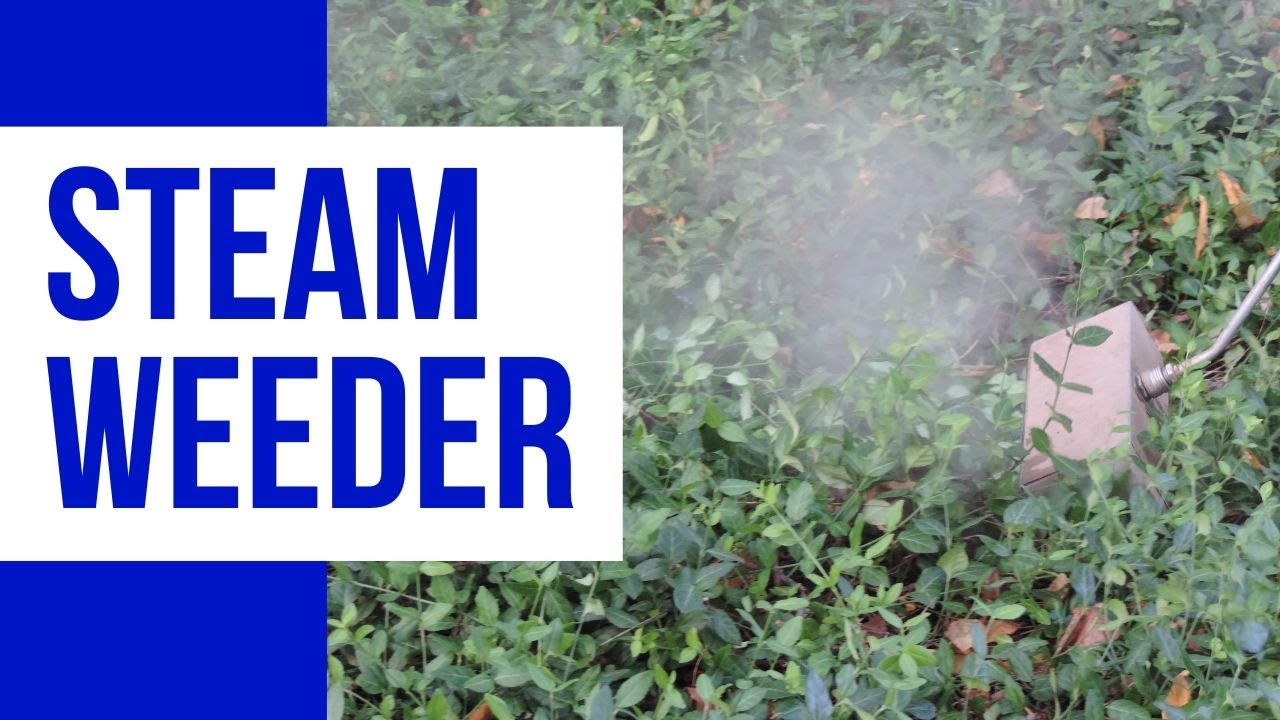Using a Steam Weeder - YouTube