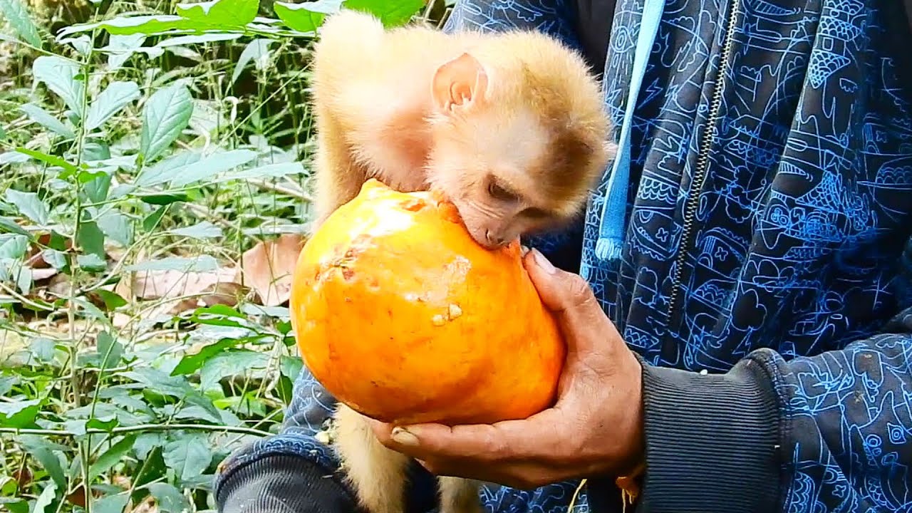 New monkey Niko enjoy eating papaya - YouTube