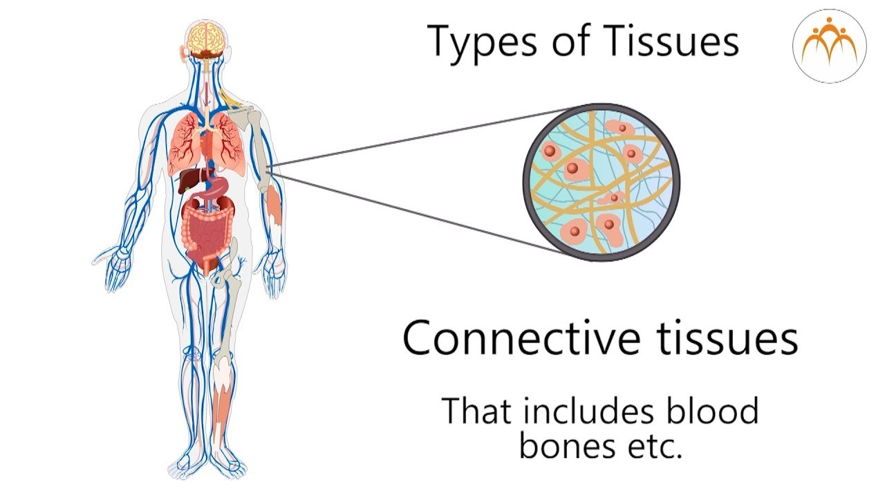 Concept of Blood and Roll in an Organism - YouTube