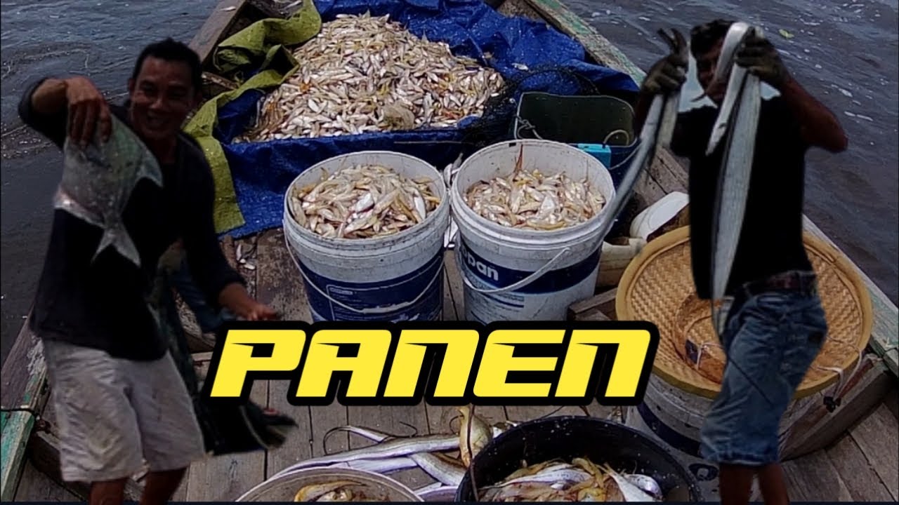 Jaring togok apung ‼️ panen udang dan ikan di laut Paloh Kabupaten ...