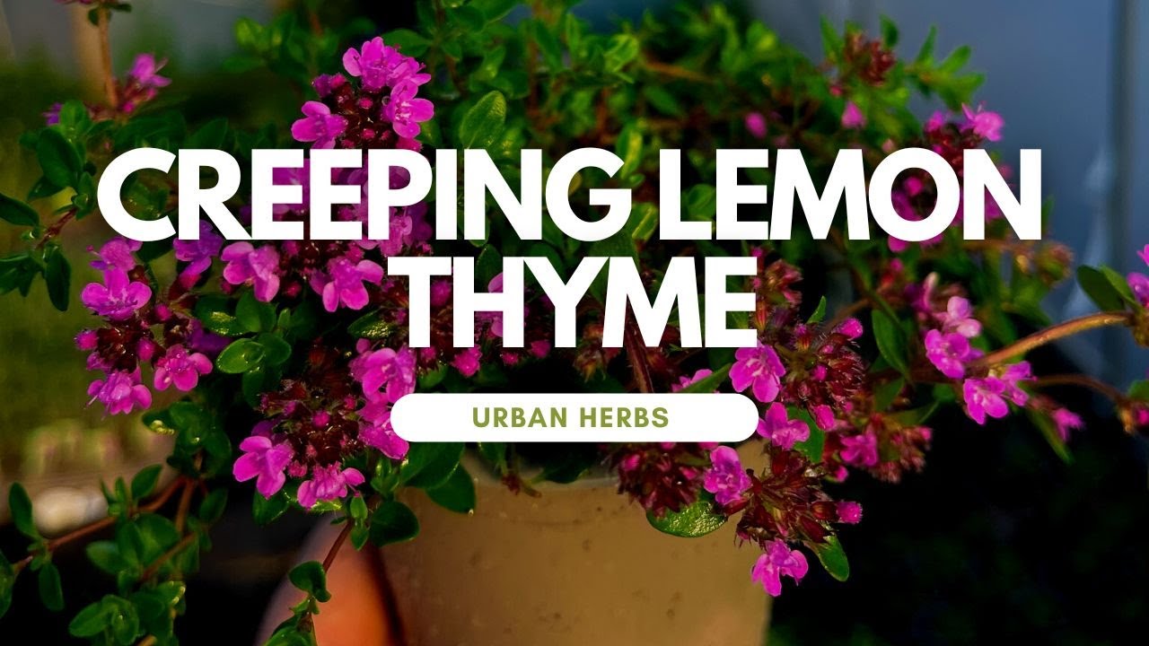Introducing: Creeping Lemon Thyme - YouTube