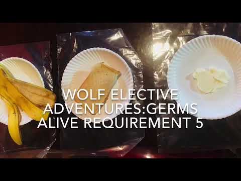 Wolf- Germs Alive 5 - YouTube