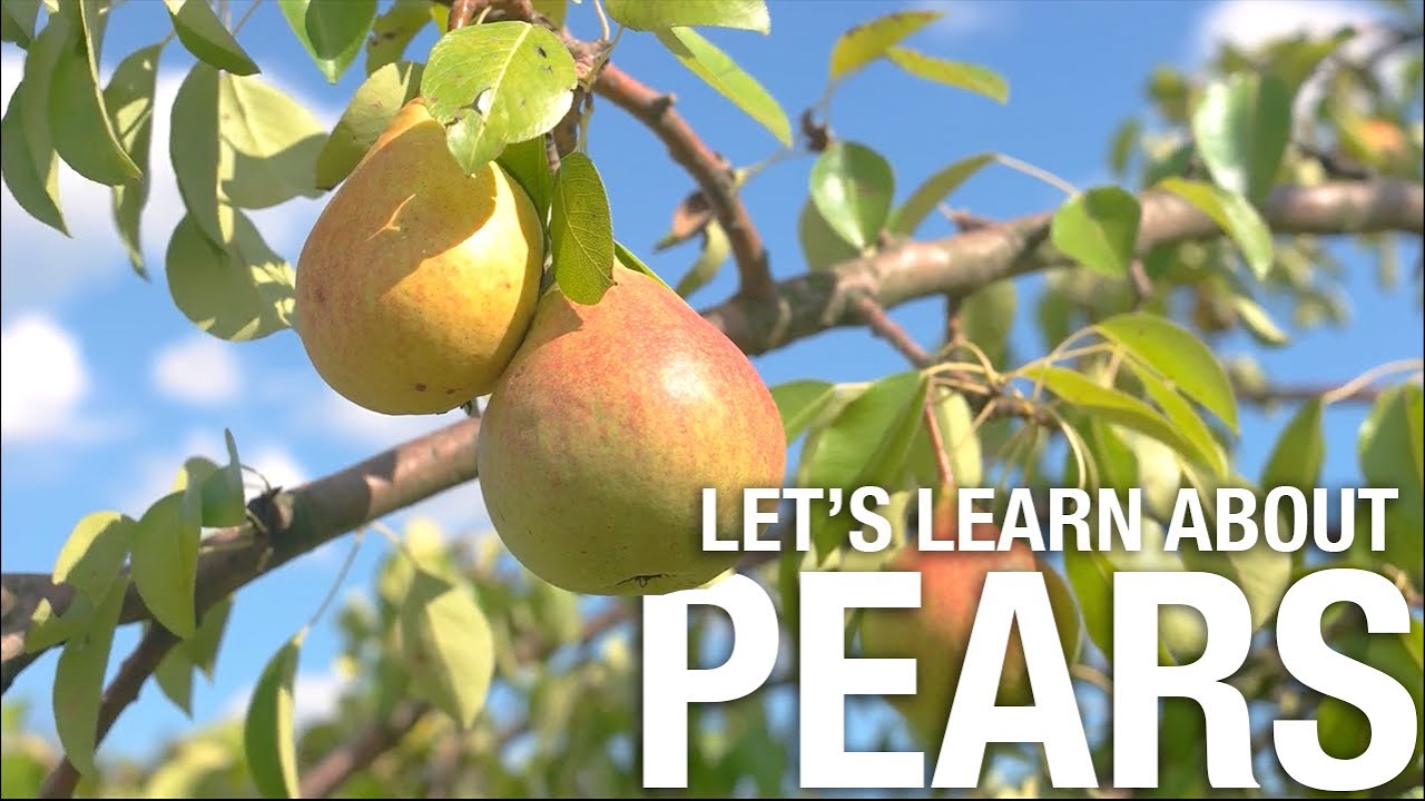 Let's Learn About: Pears - YouTube