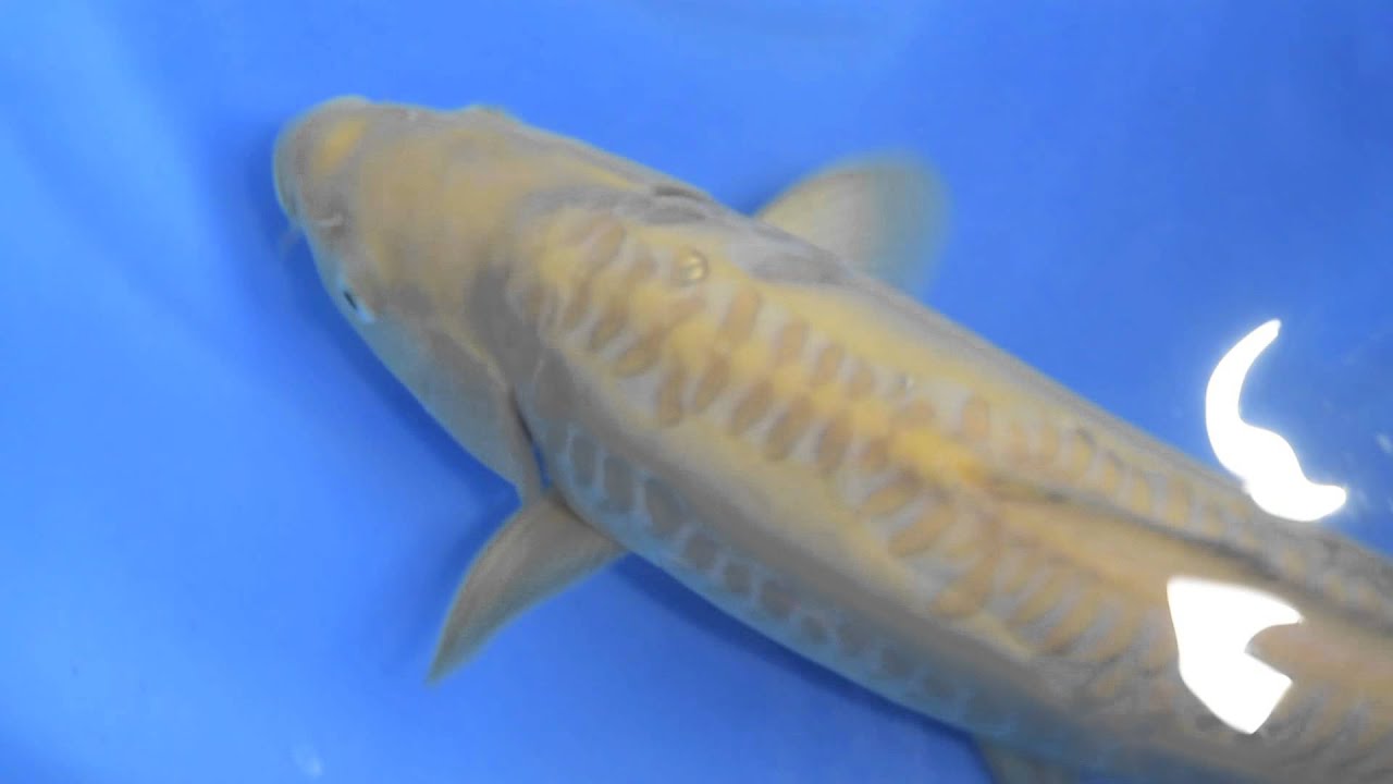 Konishi-Koi Farm, Doitsu Karashi Chagoi, 1 Jahr, 49 cm, weiblich - YouTube